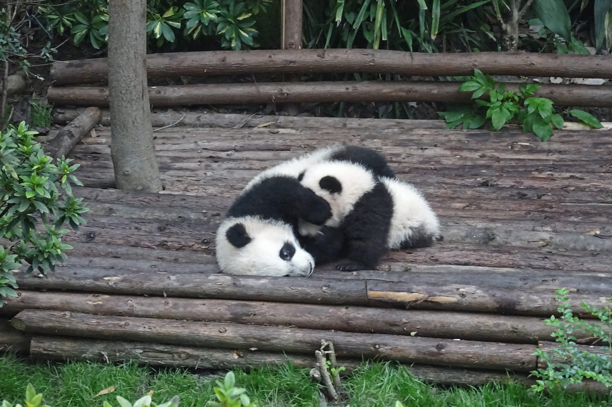 The 5 PANDA BASES in Sichuan Province – a summary on visiting + what’s ...