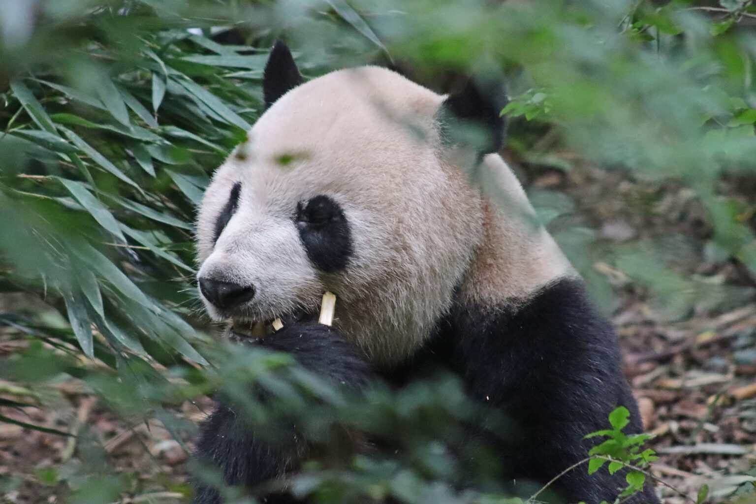 The 5 PANDA BASES in Sichuan Province – a summary on visiting + what’s ...