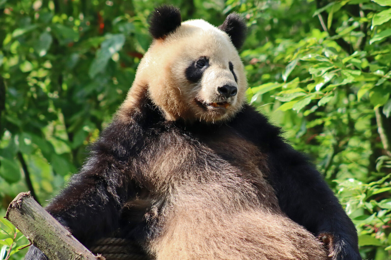 The 5 PANDA BASES in Sichuan Province – a summary on visiting + what’s ...