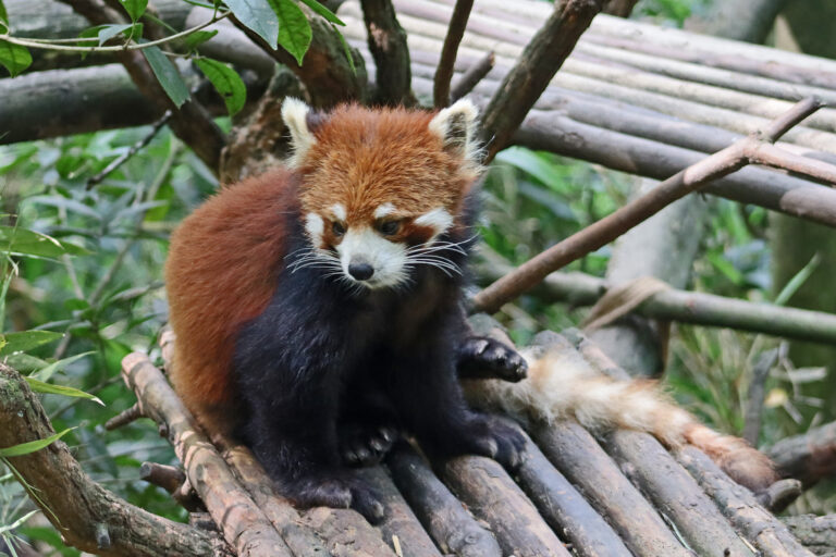 The 5 PANDA BASES in Sichuan Province – a summary on visiting + what’s ...