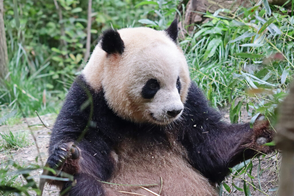 The 5 PANDA BASES in Sichuan Province – a summary on visiting + what’s ...