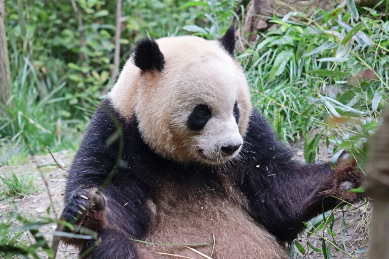 The 5 PANDA BASES in Sichuan Province – a summary on visiting + what’s ...