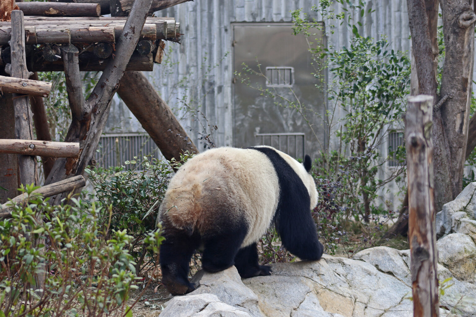 Xiu Qiu + cub, Star Nursery House @ Chengdu Panda Base, February 2025 ...