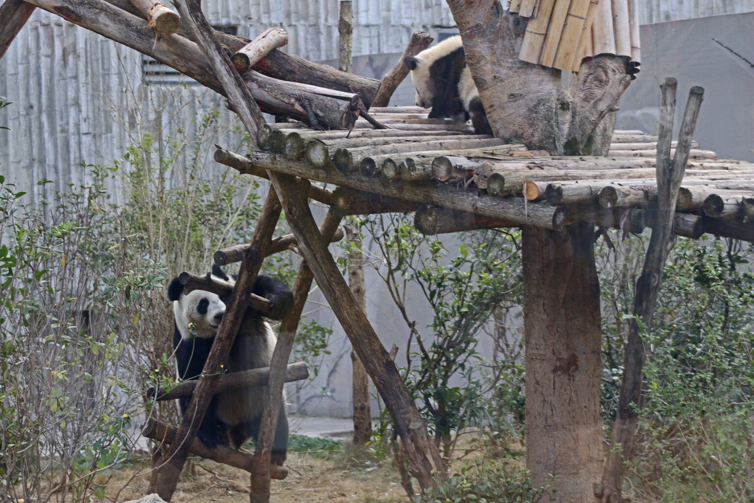 Xiu Qiu + cub, Star Nursery House @ Chengdu Panda Base, February 2025 ...