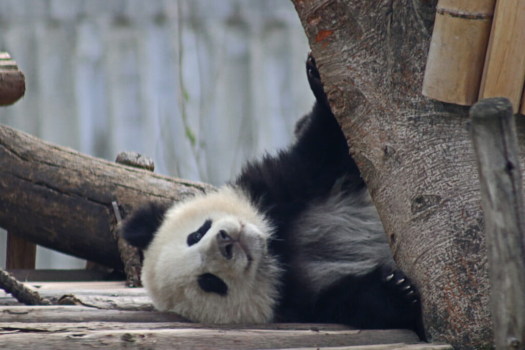 Xiu Qiu + cub, Star Nursery House @ Chengdu Panda Base, February 2025 ...