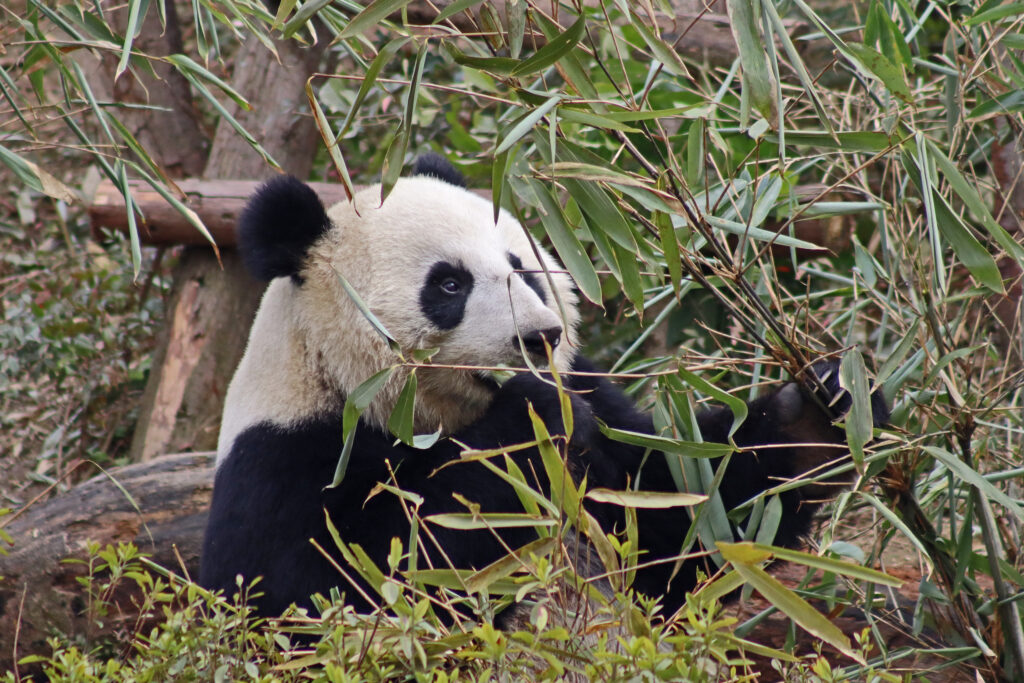 Xiu Qiu + cub, Star Nursery House @ Chengdu Panda Base, February 2025 ...