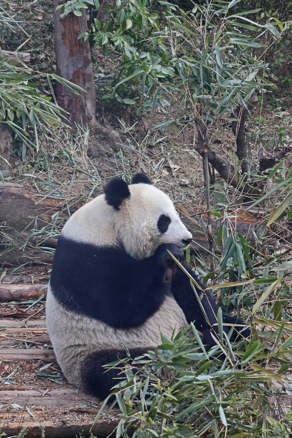 Xiu Qiu + cub, Star Nursery House @ Chengdu Panda Base, February 2025 ...